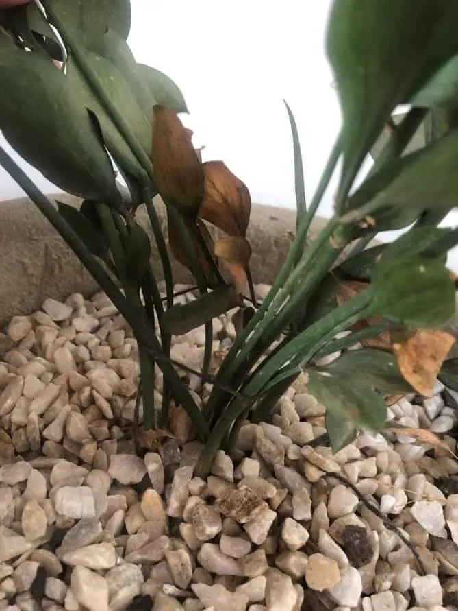 RuscusPlant Care — The Definitive Guide - 188bet com cn