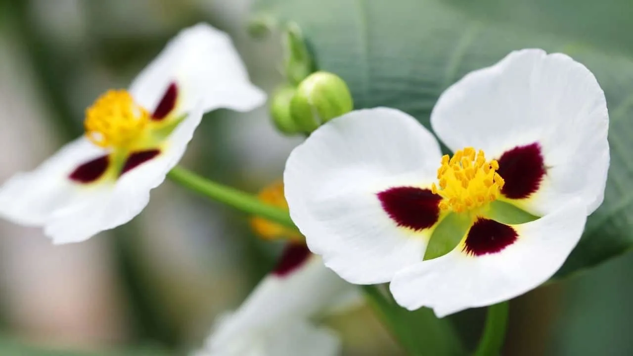 9 Flowering Aquarium Plants You Should Know - 188bet com cn