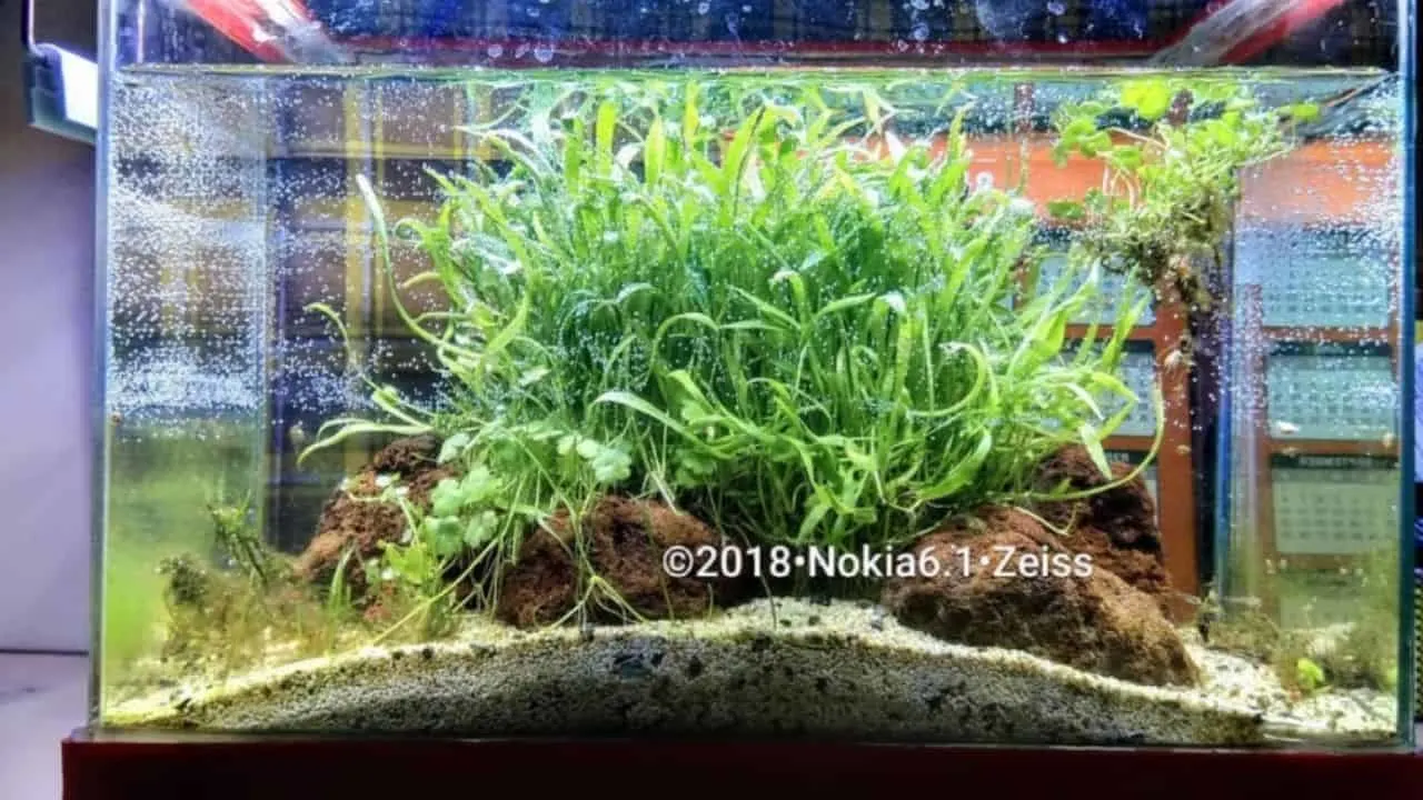 The 10 Best Aquarium Plants for Beginners — Great Choices! - 188bet com cn