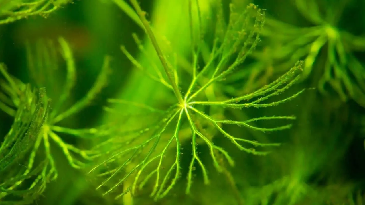 10 Easy Floating Aquarium Plants You Should Grow - 188bet com cn