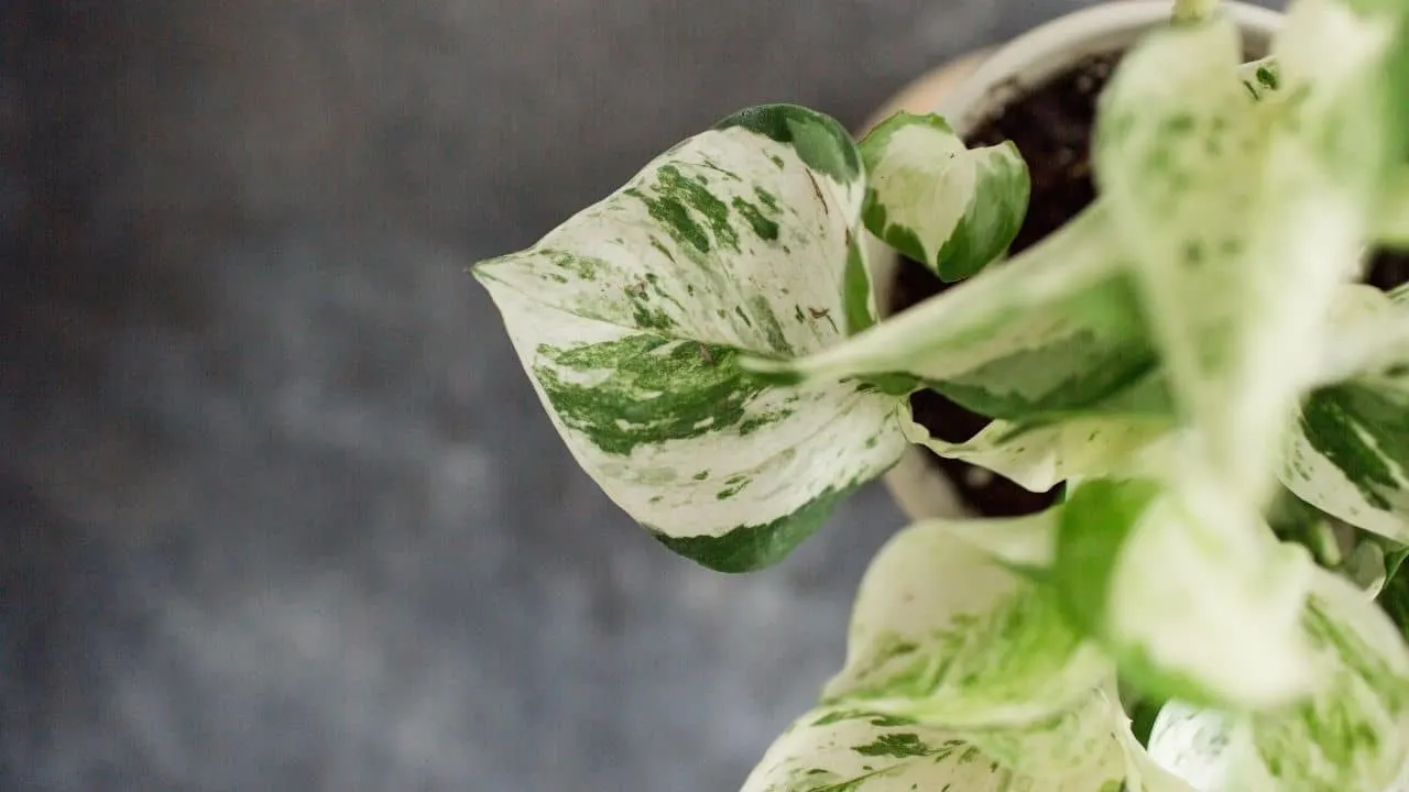 12 Pothos Varieties You Have To Know - 188bet com cn