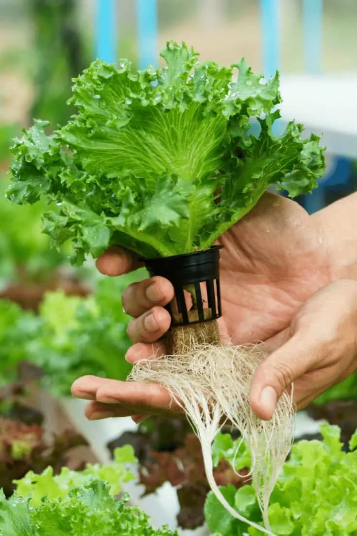 How to Fix Root Rot in Hydroponics - 6 Steps to Success - 188bet com cn